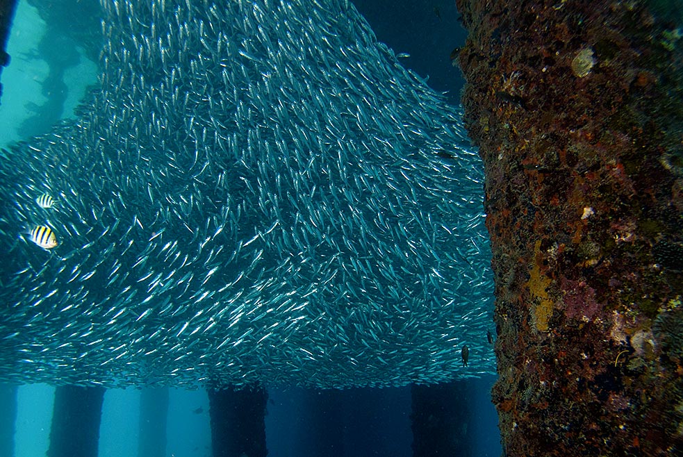 PLONGÉE SUR L’ÎLE DE TIOMAN, MALAISIE – La Bengale